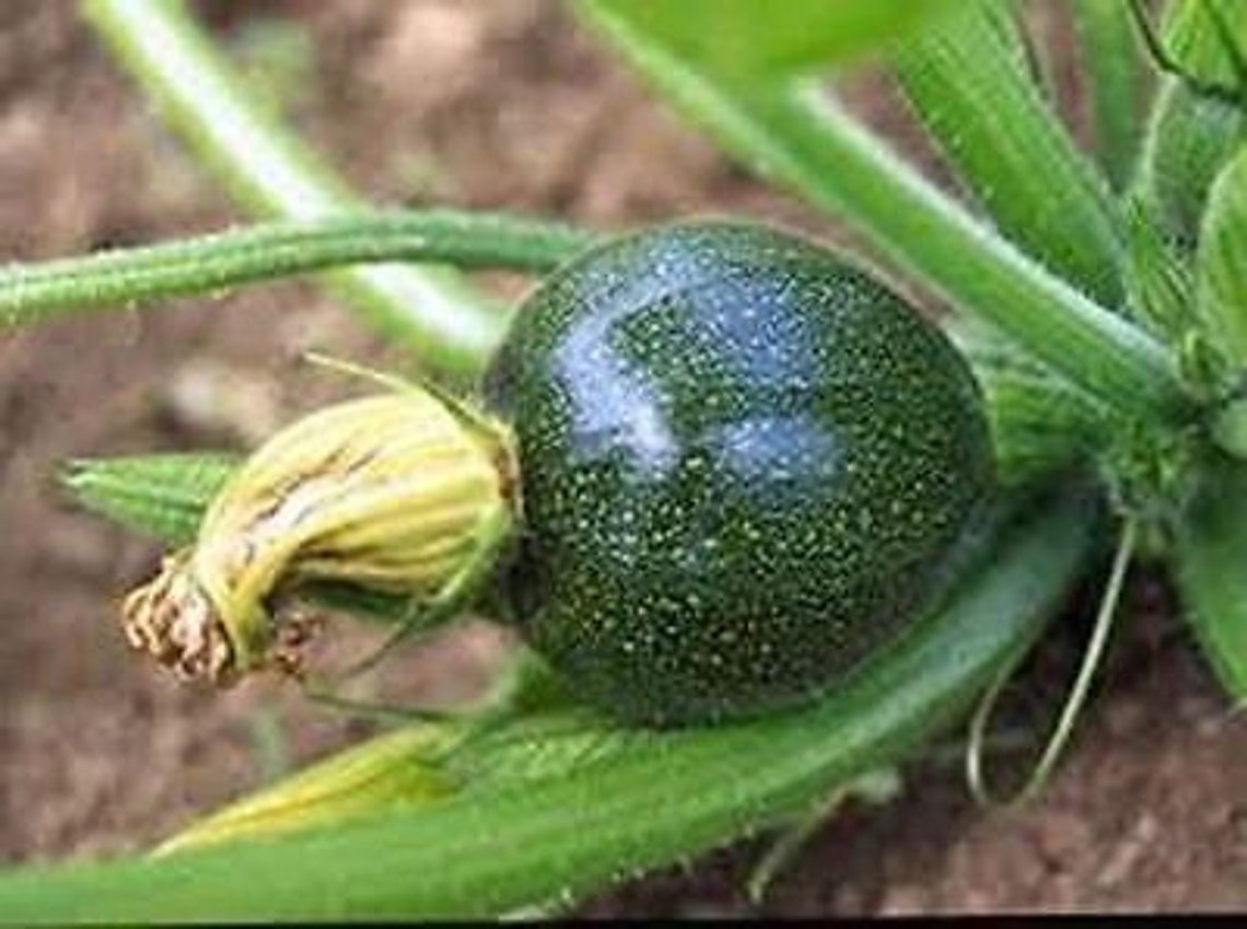 Zucchini Round Zucchini Squash Seeds Heirloom NON GMO - Etsy
