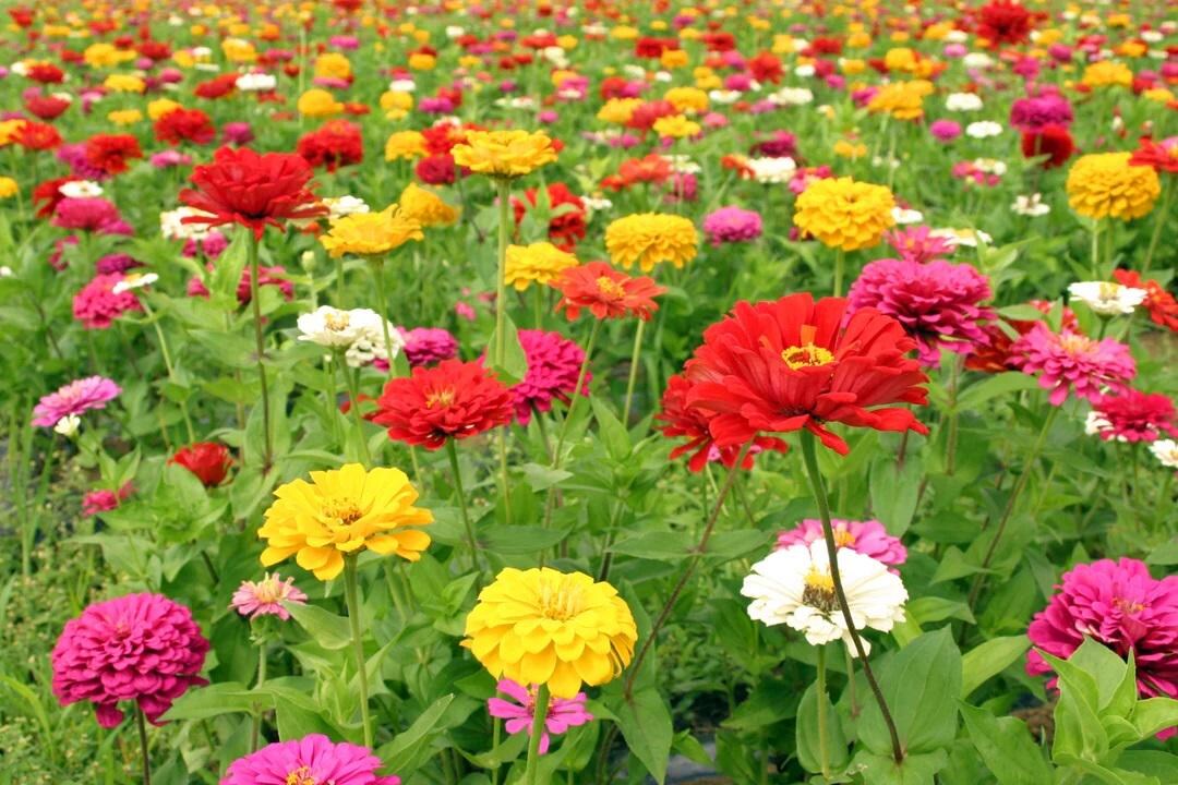 Zinnia State Fair Mix Seeds - A Rainbow of Beauty, Beautiful Bright ...