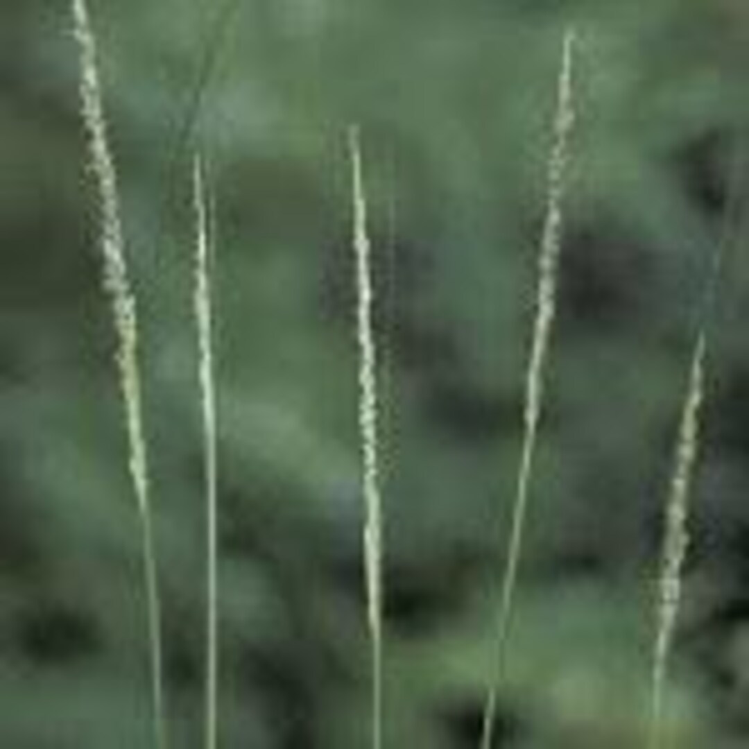 Premium Rough Fountain Dropseed Grass Seed, 100+ Seeds– Native ...