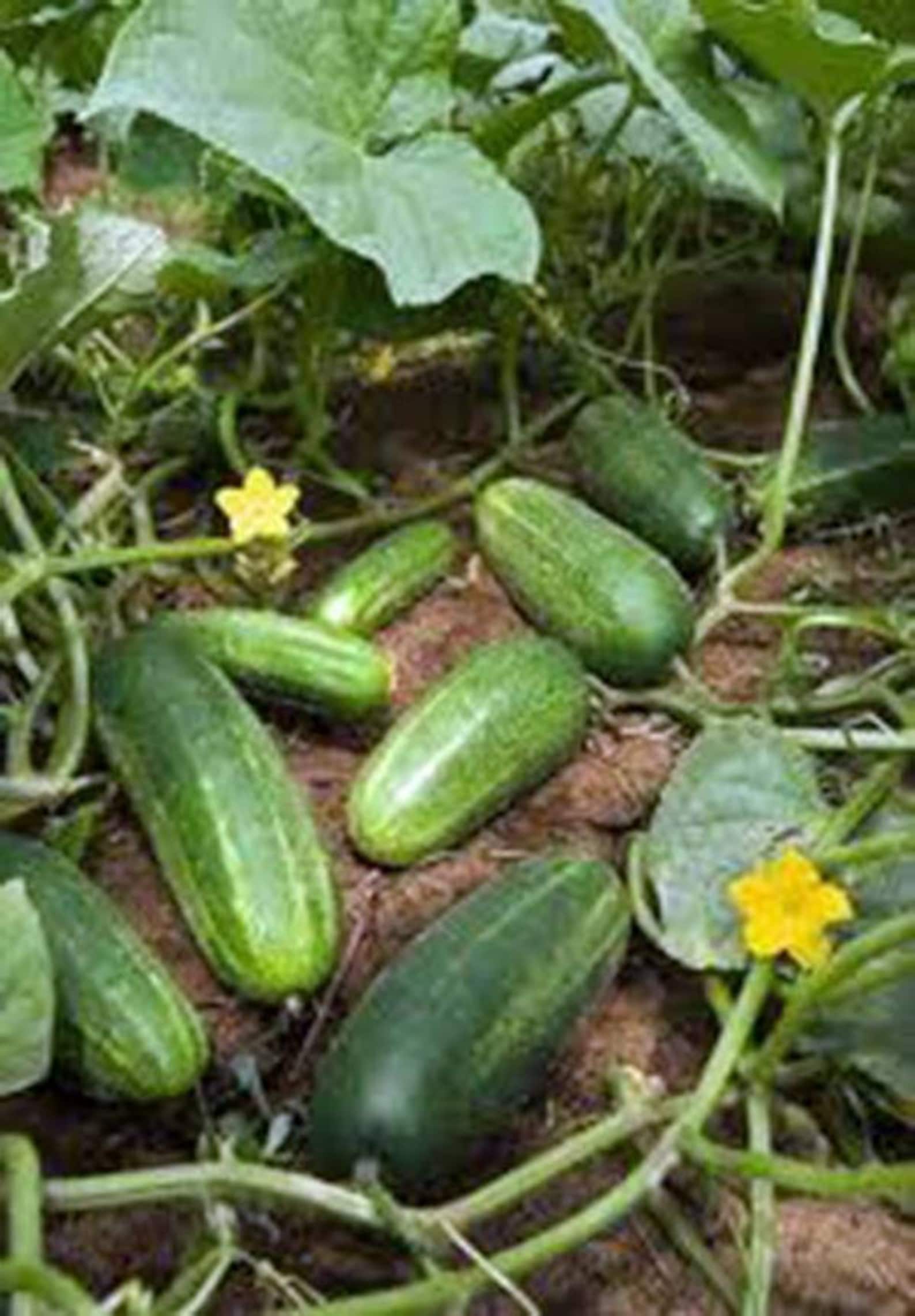 Cucumber, Marketer Cucumber Seeds, Heirloom, NON GMO, Country Creek ...