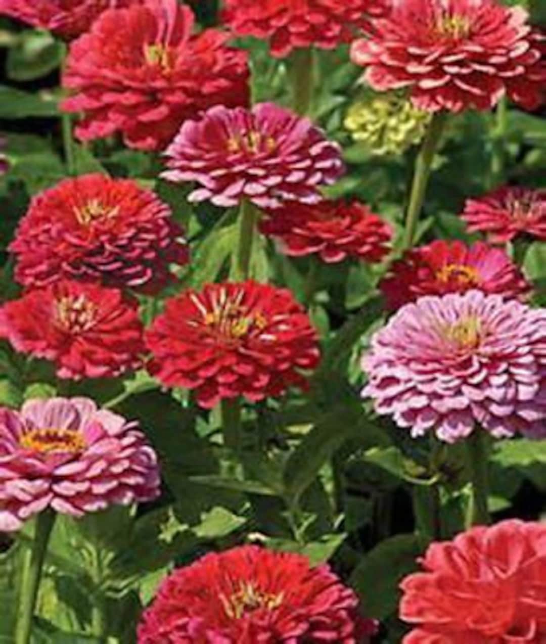 Exquisite Zinnia Flower Seeds, Heirloom, Country Creek Acres - Etsy