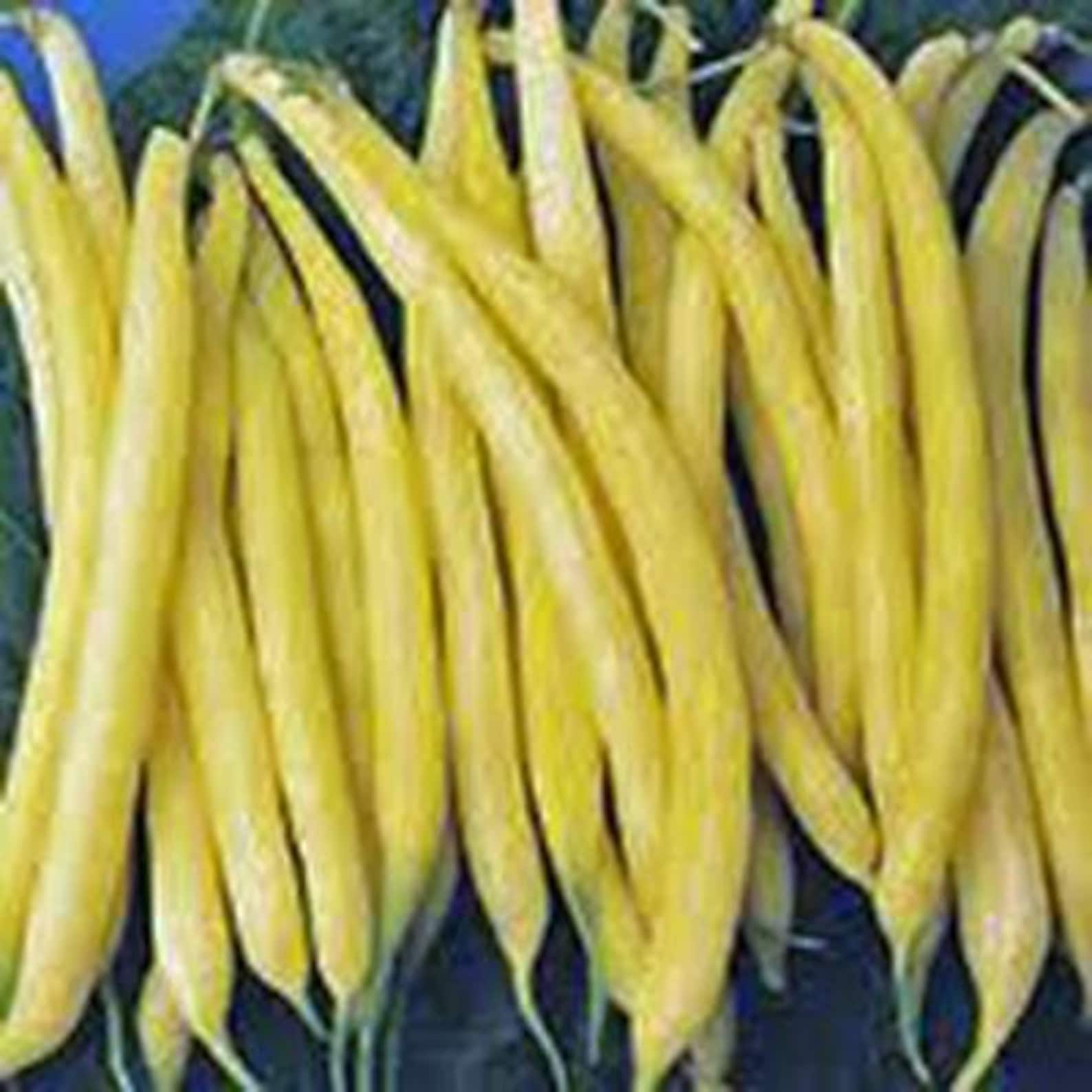 Bean Seed, Golden Wax Bush Bean Seeds, Country Creek Acres - Etsy