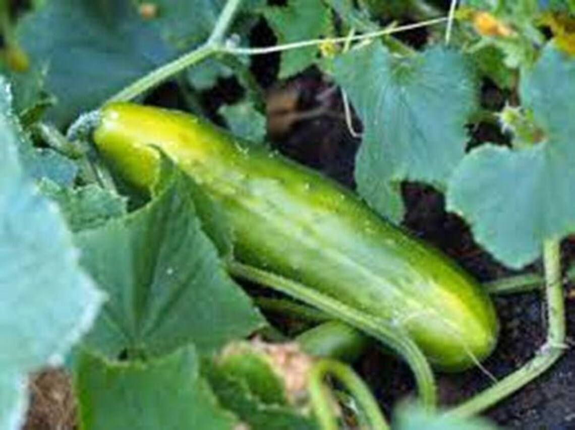 Cucumber Marketer Cucumber Seeds Heirloom NON GMO Country - Etsy