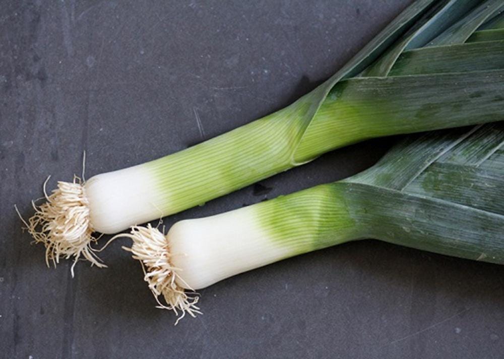 Giant Musselburgh Leek Seeds - Known for Its Hardiness and Excellent ...