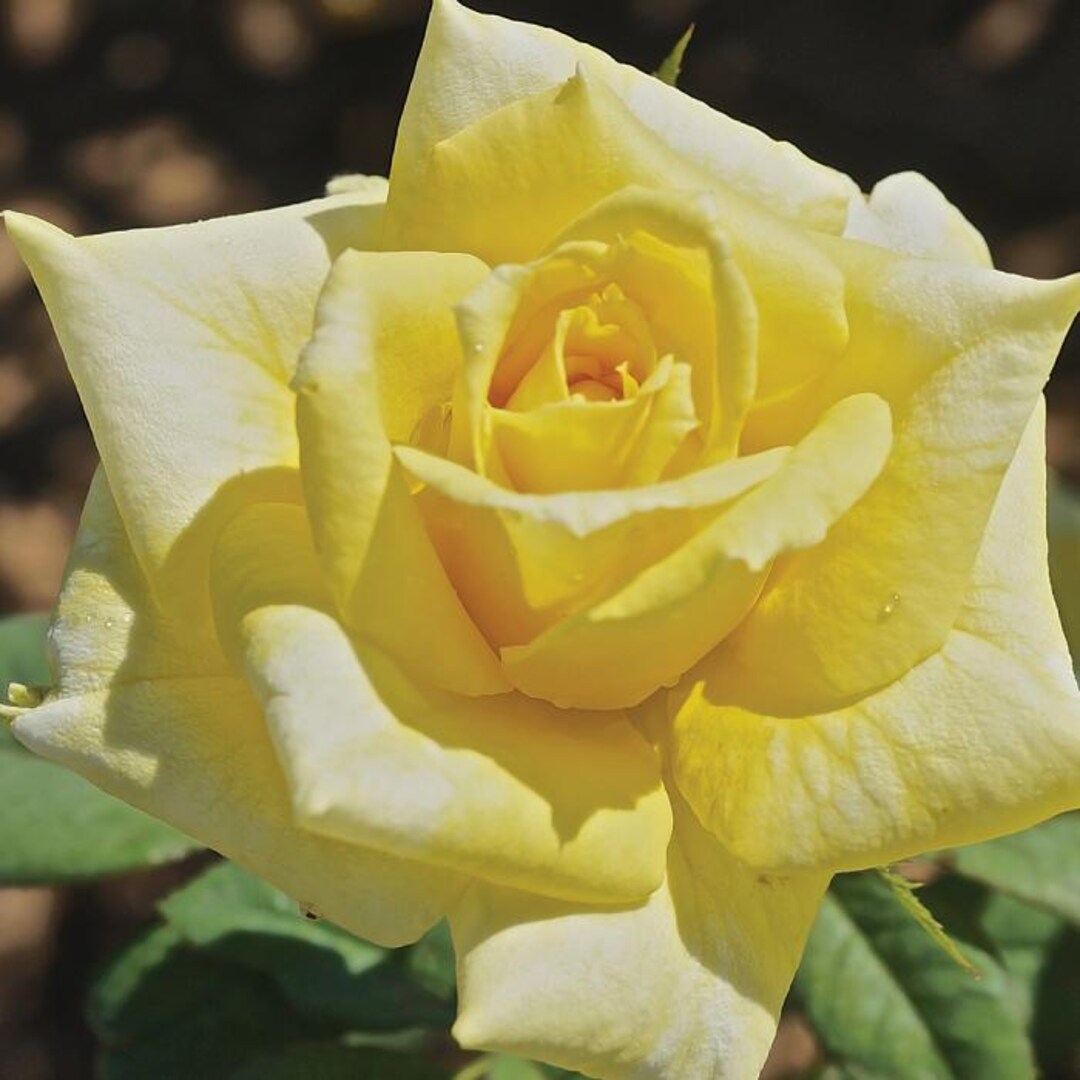 New Day Hybrid Tea Rose Bush - 1 Plant/bush - Produces Mimosa-yellow ...