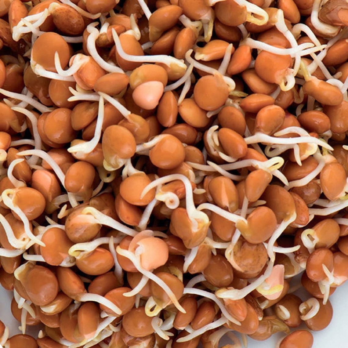 Red Lentil Microgreen Sprouting Seeds, Heirloom, NON GMO, Country Creek ...