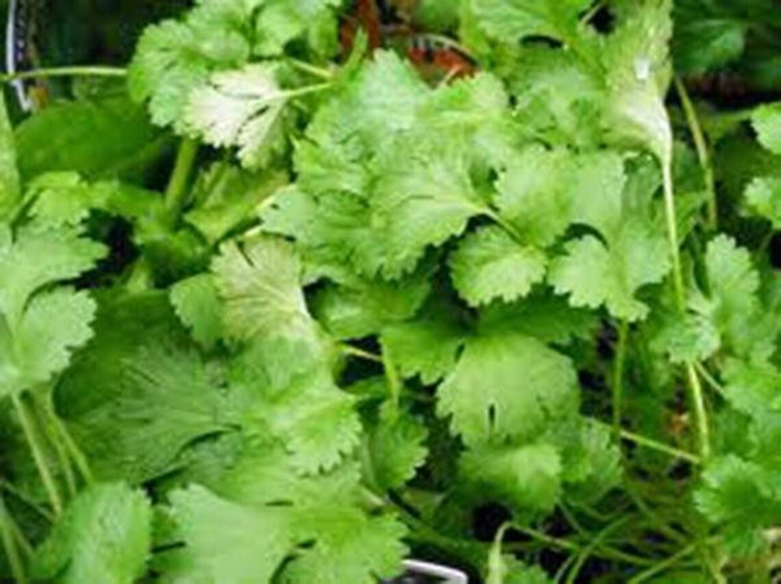 Cilantro, Slow Bolt Cilantro Seeds, Heirloom, NON GMO, Country Creek ...