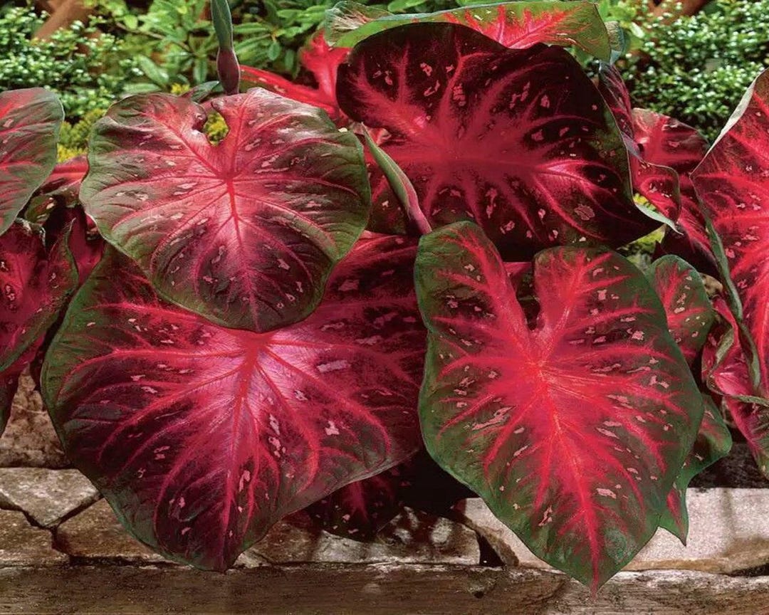 Caladium, Bulb, RED FLASH, Easy to Grow, Colorful Mix, HOSTA Bulbs - Etsy