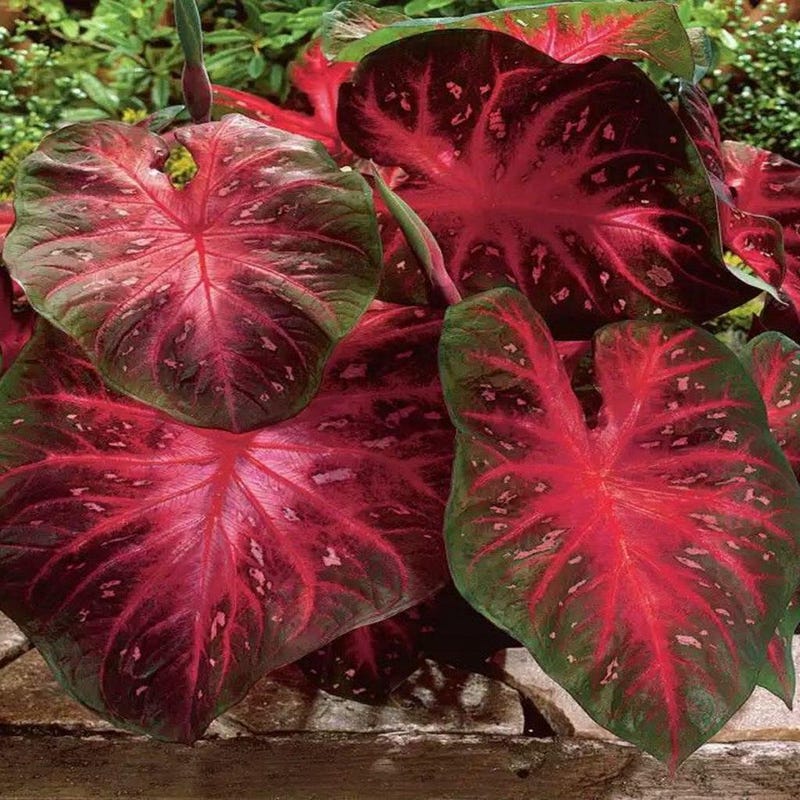 Caladium Bulbs - Etsy