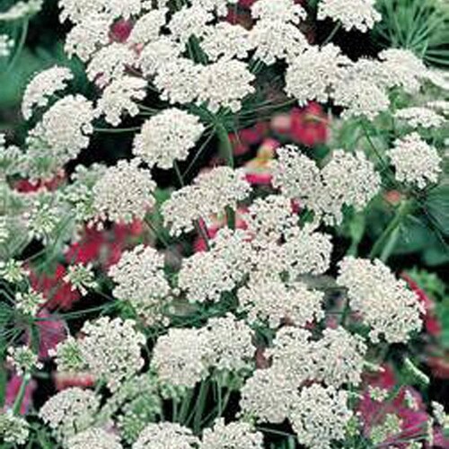 Red Sun Sunflower Seeds Heirloom Country Creek Acres - Etsy