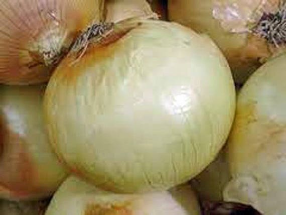Onion Texas Early Grano Onion Seeds Heirloom NON GMO - Etsy
