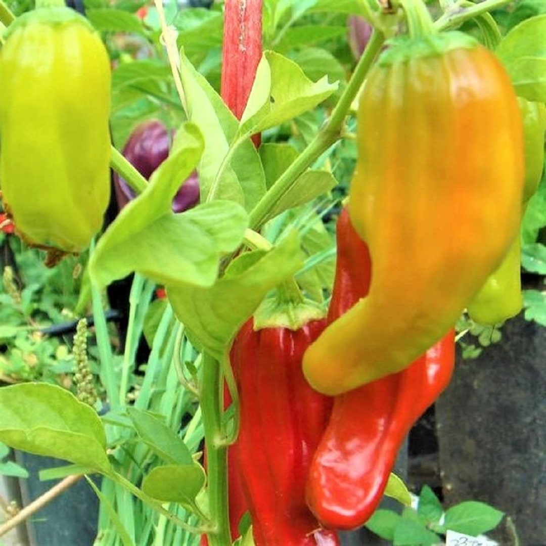 Pepper, Santa Fe Grande Hot Pepper Seeds, Heirloom, NON GMO, Country ...