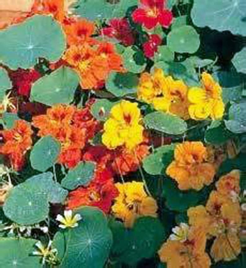 Nasturtium Double Gleam Mix Flower Seeds Heirloom Country - Etsy