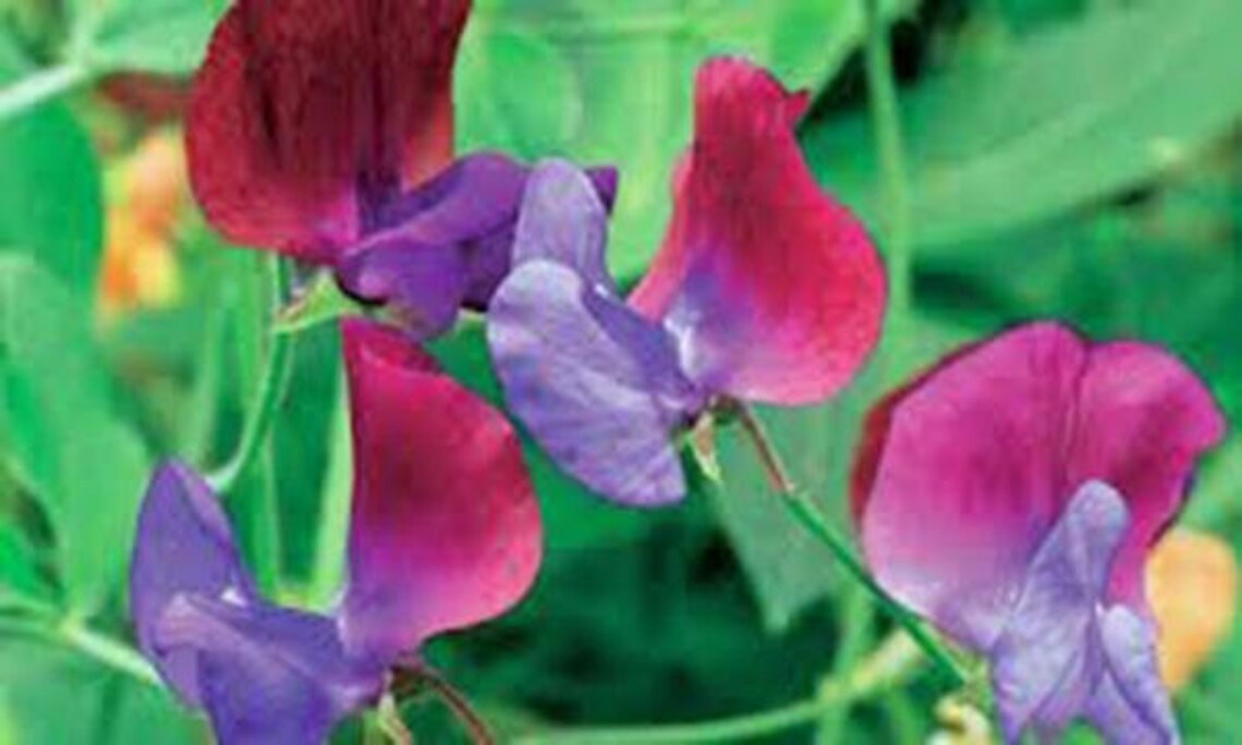 Sweet Pea Royal Mix Flower Seeds, Heirloom, Country Creek Acres - Etsy