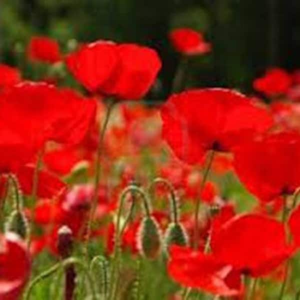 Poppy Flower Seeds - Etsy
