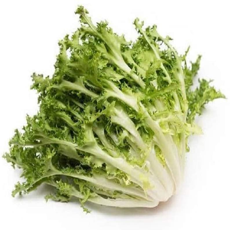 Italian Endive Seeds - Cool-season Crop That Thrives in the Spring and ...