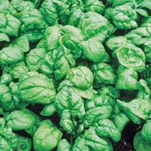 Spinach, Bloomsdale Long Standing Spinach Seeds, Heirloom, NON GMO ...