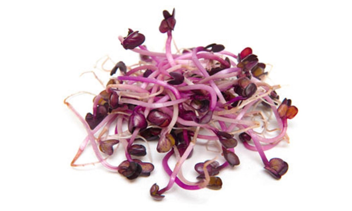 Rambo Radish Microgreen Sprouting Seeds, Heirloom, NON GMO, Country ...