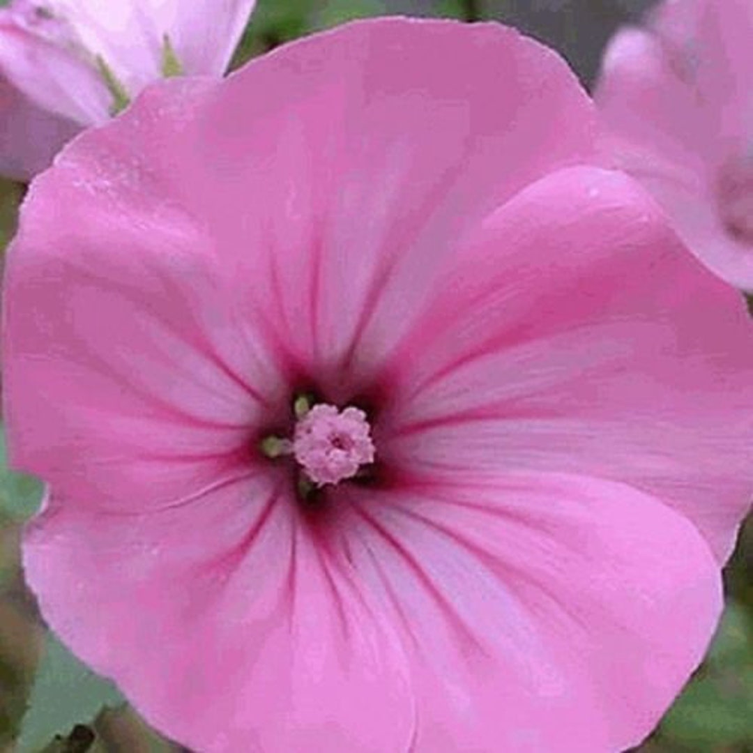 Rose Mallow (tree Mallow) Flower Seeds, Heirloom, Country Creek Acres ...