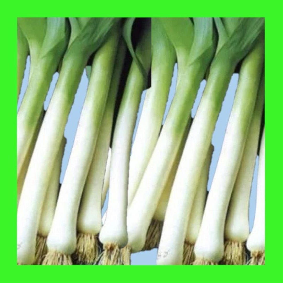 Carentan Leek Seeds - A Classic, Hardy Variety Known for Its Reliable ...