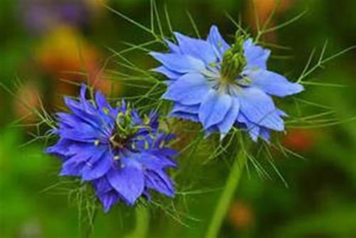 Blue Love in a Mist Flower Seeds, Heirloom, Country Creek Acres - Etsy