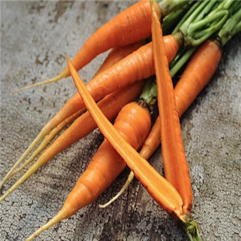 Root Vegetable Seed Garden Collection, 4 Varieties, Heirloom, Country ...