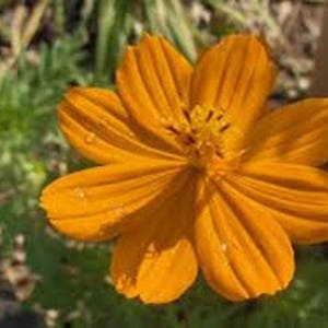 Cosmos Bright Light Flower Seeds, Heirloom, Country Creek Acres - Etsy