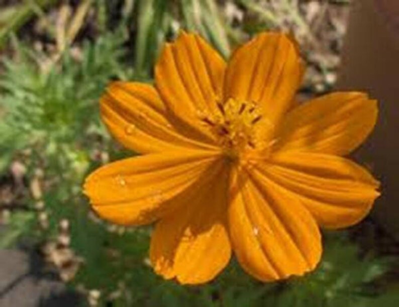 Cosmos Bright Light Flower Seeds, Heirloom, Country Creek Acres - Etsy