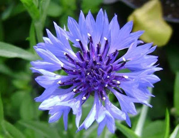Blue Bachelor's Button Seeds , Beautiful Flower, Nice Cut Flower ...