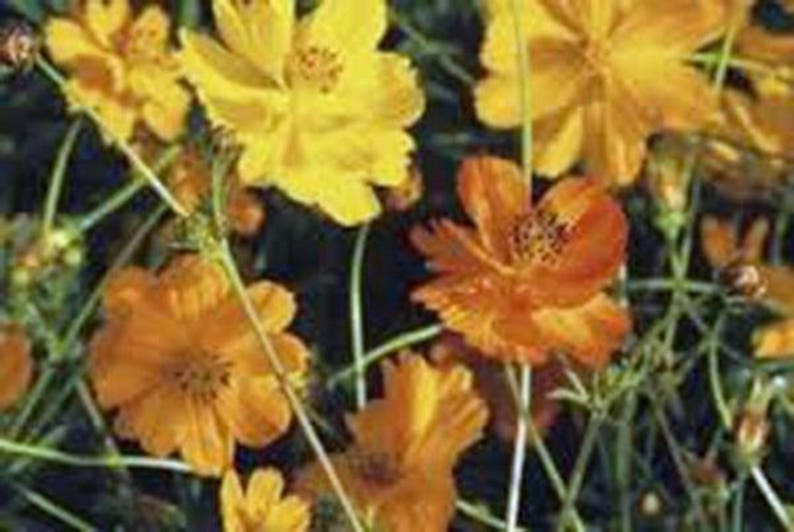 Cosmos Bright Light Flower Seeds, Heirloom, Country Creek Acres - Etsy