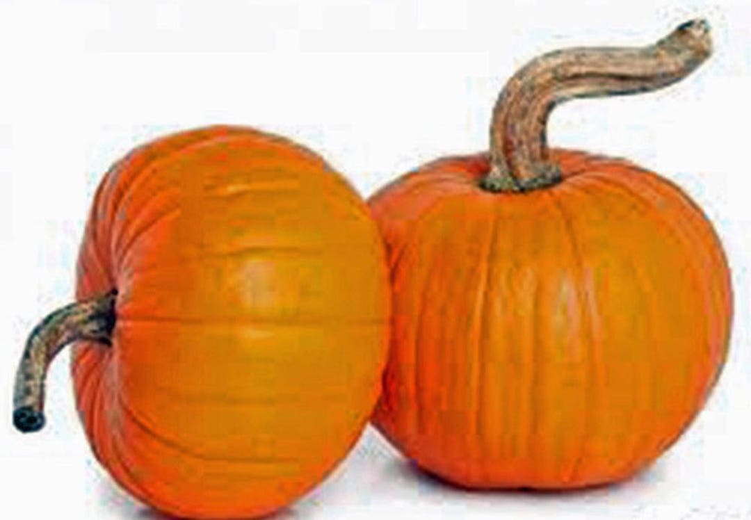 Pumpkin, Small Sugar Pumpkin Seeds, Heirloom, NON GMO, Country Creek ...