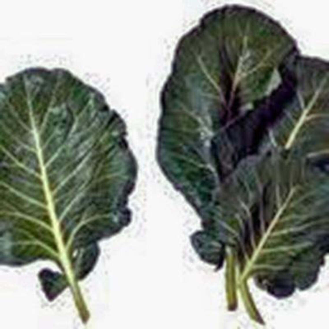 Collard Green Seeds, Vates Collard Green Seeds, Heirloom, NON GMO ...