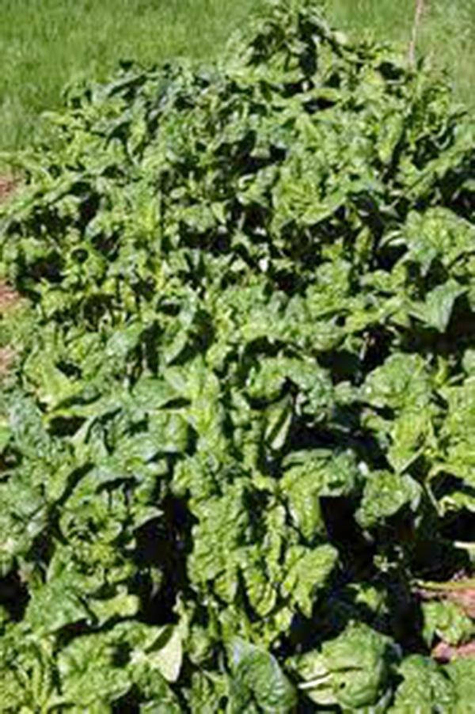Spinach, Bloomsdale Long Standing Spinach Seeds, Heirloom, NON GMO ...