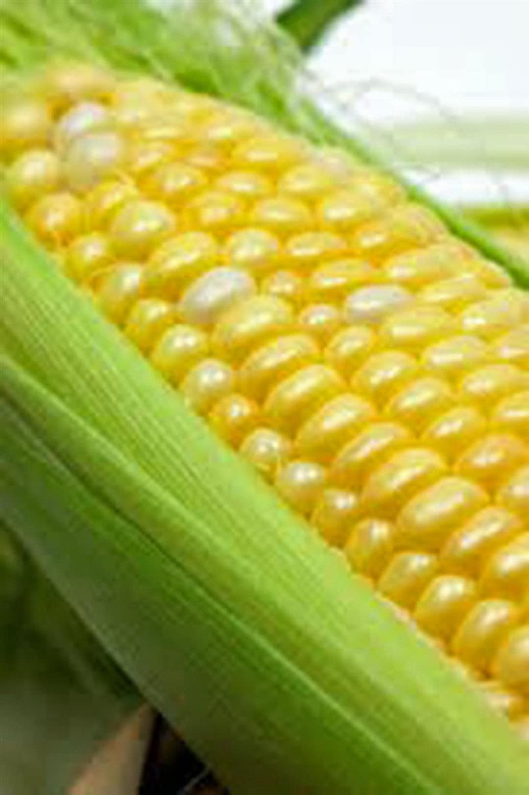 Corn, Bi-color Butter N Sugar Corn Seeds, Heirloom, NON GMO, Country ...