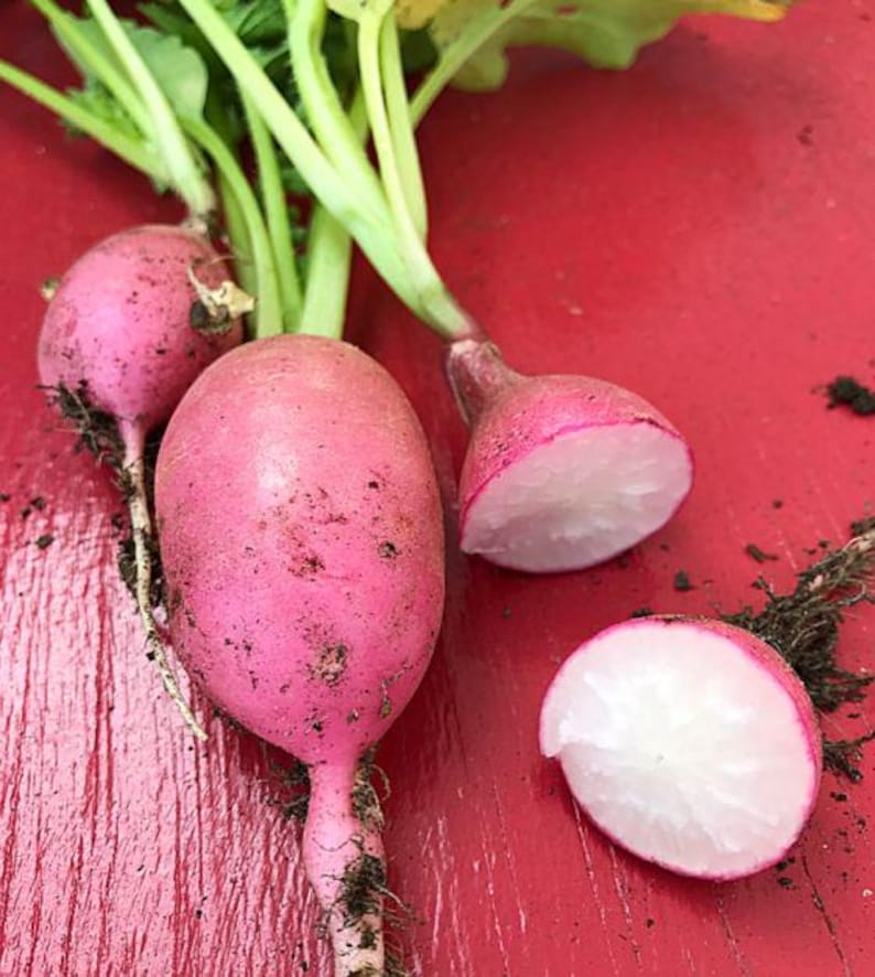 Pink Lady Radish Seeds - Charming and Mild-flavored Variety Known for ...