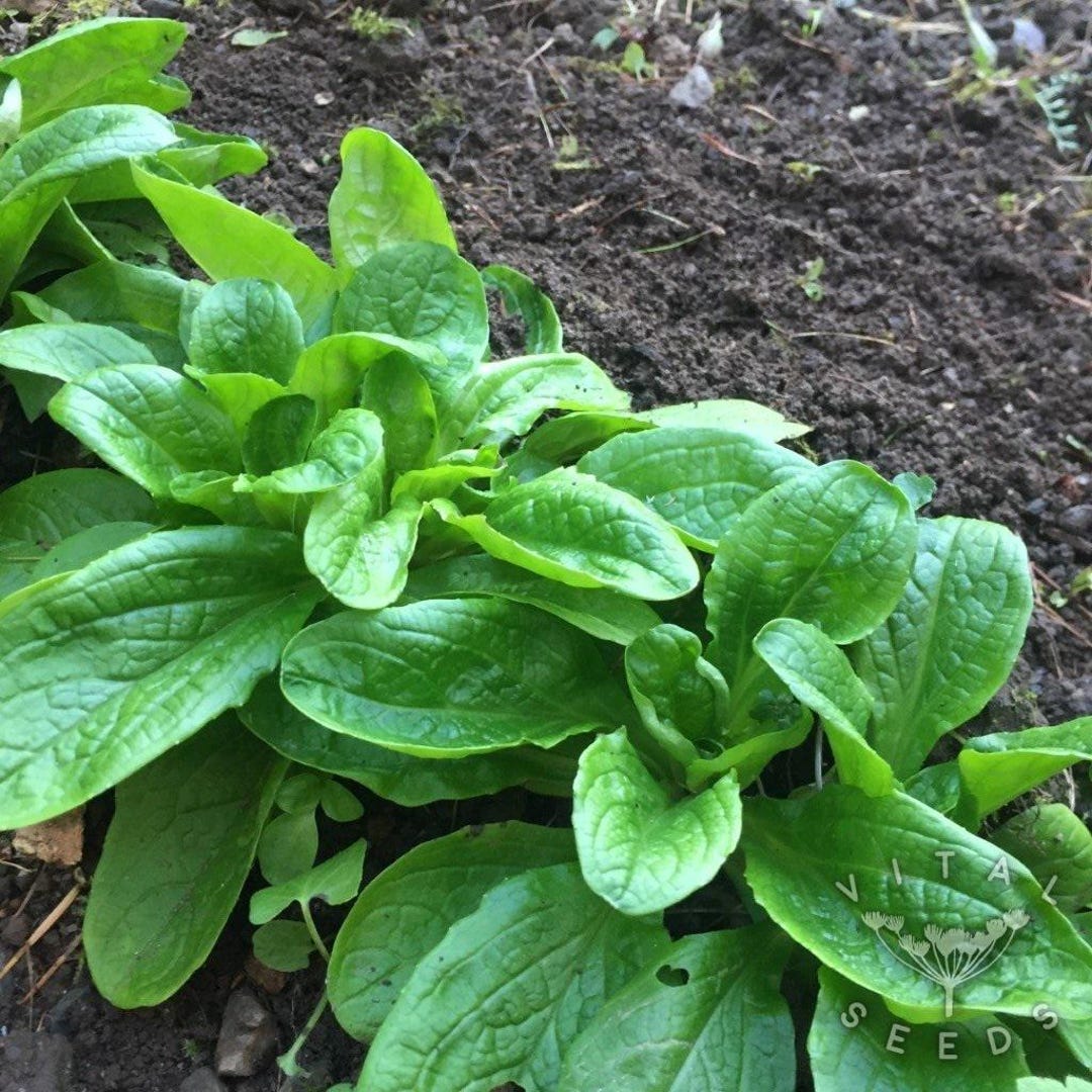 Dutch Cornsalad Lettuce Seeds - Also Known as Mâche or Lamb's Lettuce ...