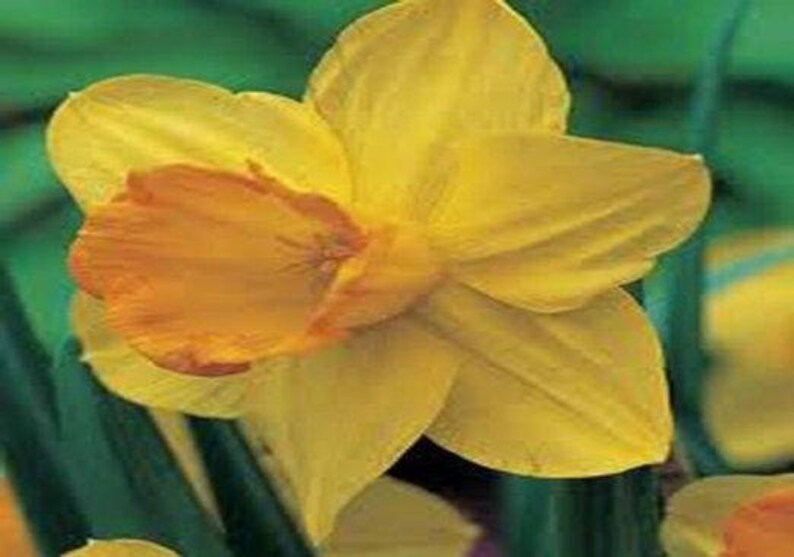 Daffodil, Fortune Daffodil Bulbs, Heirloom, Country Creek Acres - Etsy
