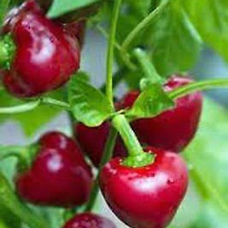Pepper Seeds Cherry Bomb - Etsy