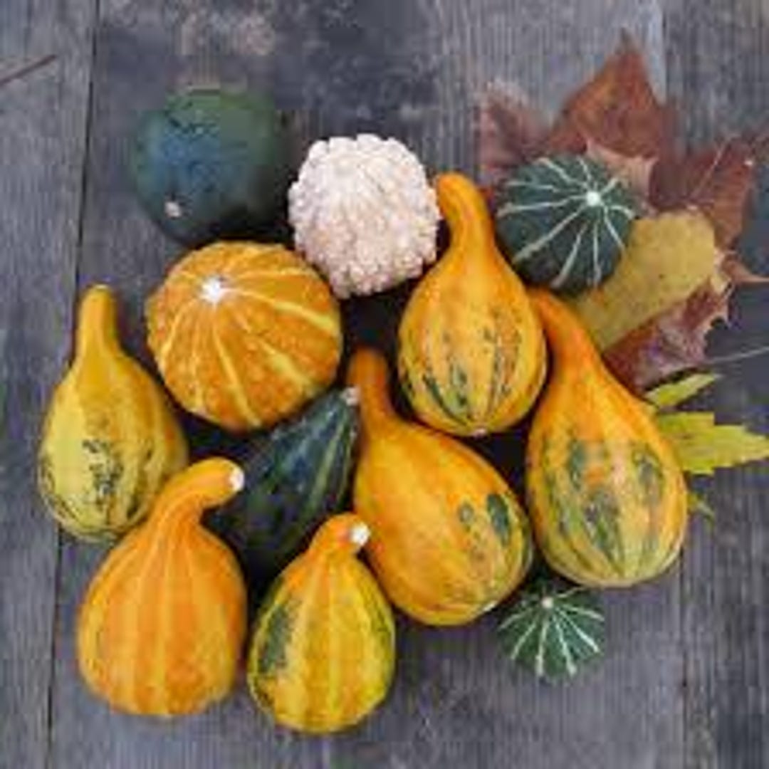 Pocket-sized Wonders: Small Mixed Gourd Seeds, Non-gmo, Lots of Shapes ...
