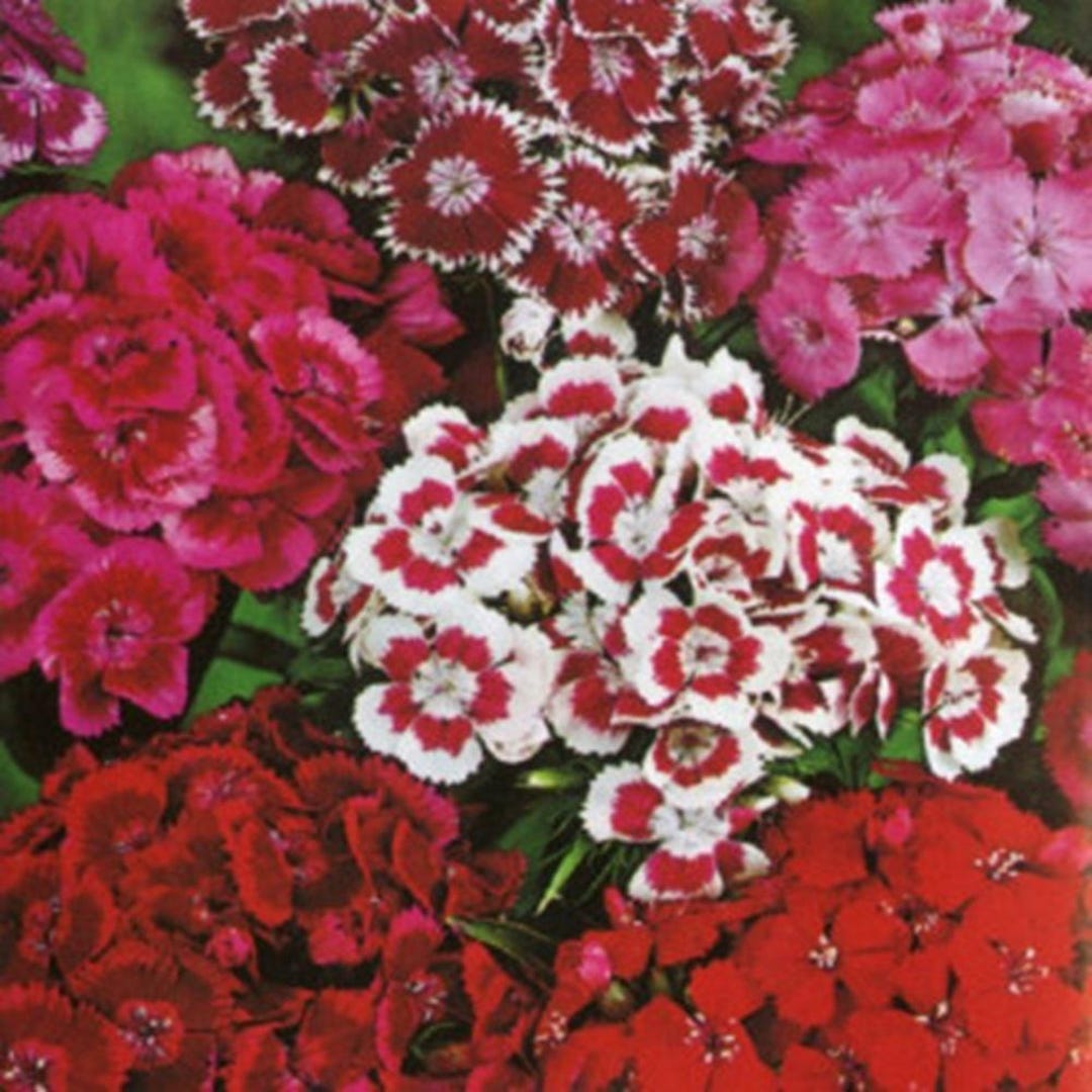 Wee Willie Sweet William Flower Seeds - Dianthus Barbatus - Very ...
