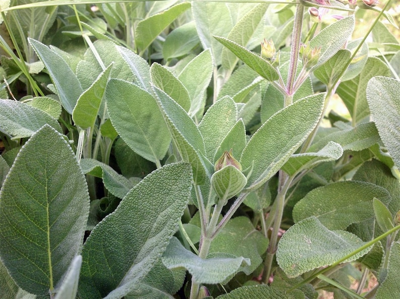 Sage Broadleaf Sage Seeds Heirloom NON GMO Country Creek - Etsy