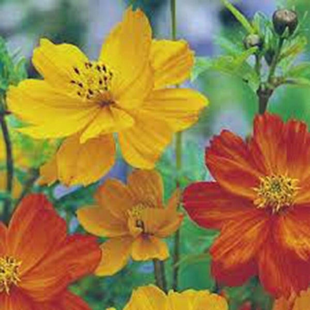 Cosmos Bright Light Flower Seeds, Heirloom, Country Creek Acres - Etsy