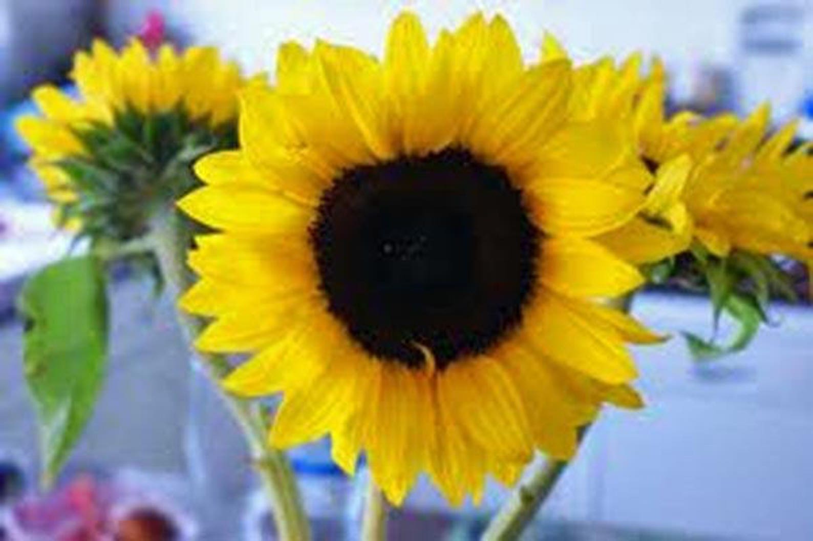 Mammoth Grey Stripe Sunflower Seeds, Heirloom, Country Creek Acres - Etsy