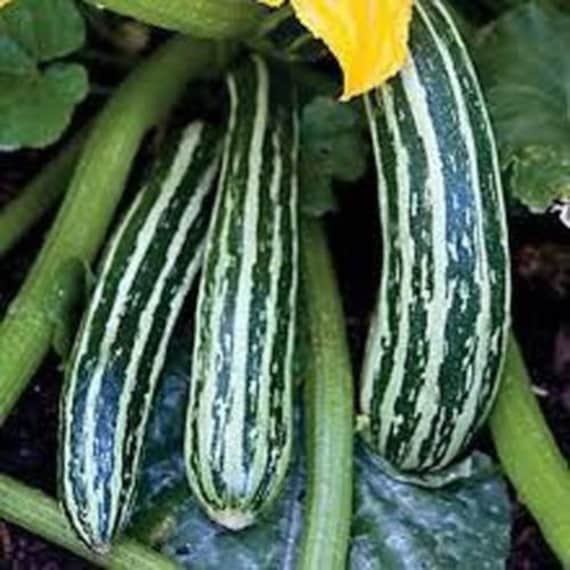 Squash Summer Cocozelle Squash Seeds Heirloom NON GMO - Etsy