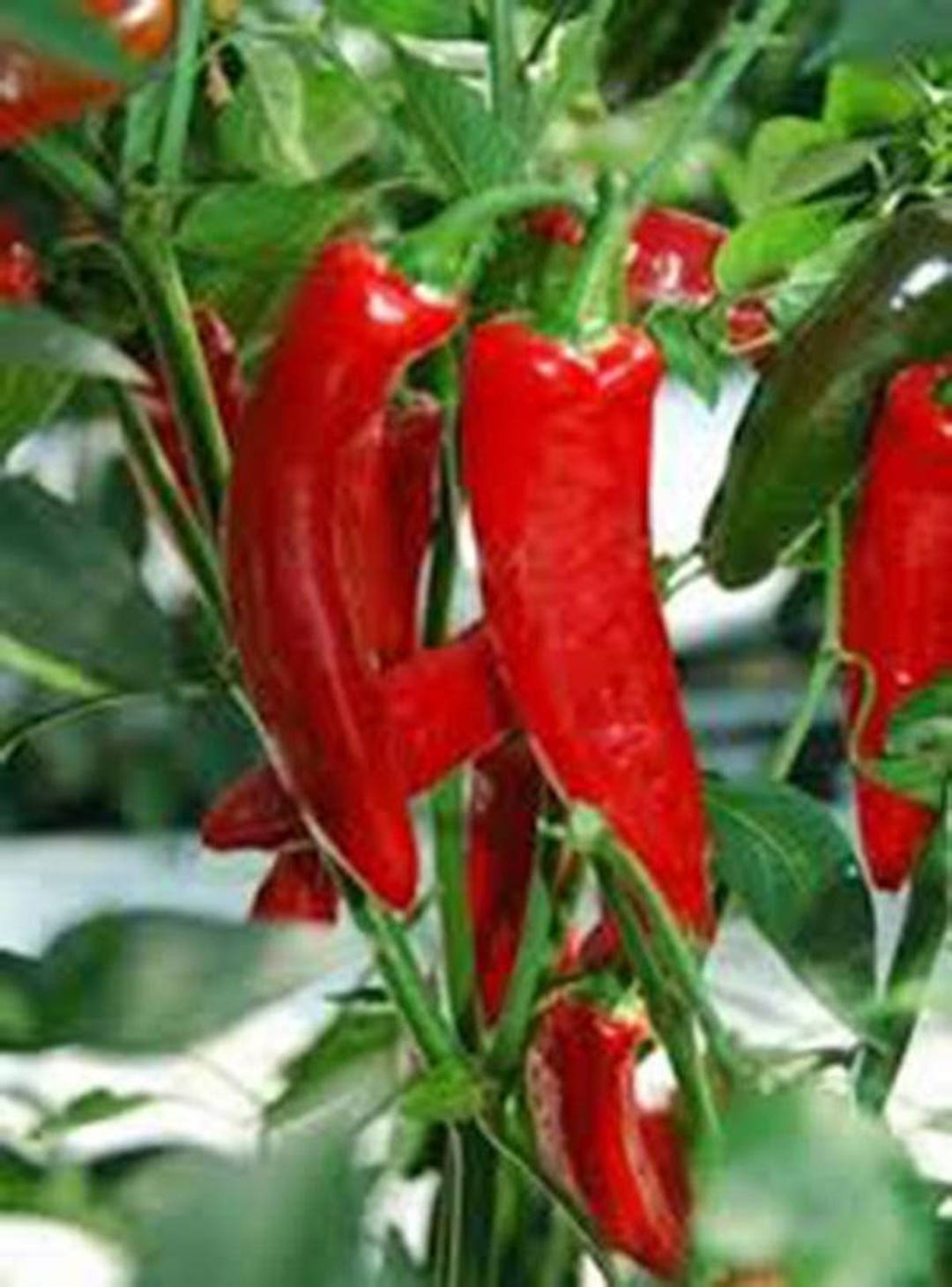 Pepper Thai Hot Pepper Seeds Heirloom NON GMO Country Creek Acres pepper-thai-hot-pepper-seeds-heirloom-non-gmo-country-creek-acres