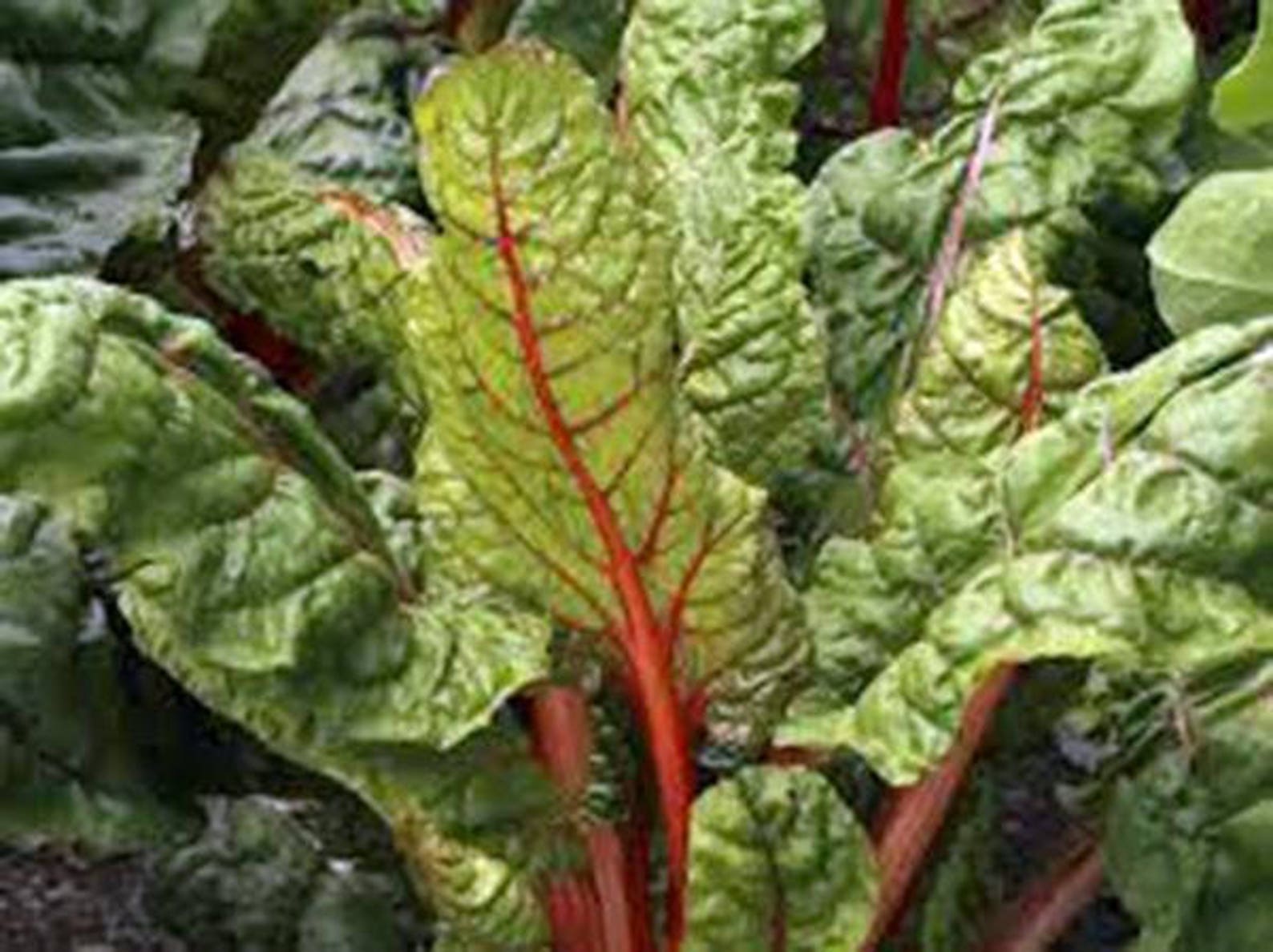 Swiss Chard, Ruby Red Swiss Chard Seeds, Heirloom, NON GMO, Country ...
