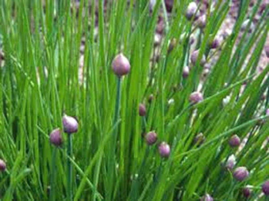 Chives, Chive Seeds, Heirloom, NON GMO, Country Creek Acres - Etsy
