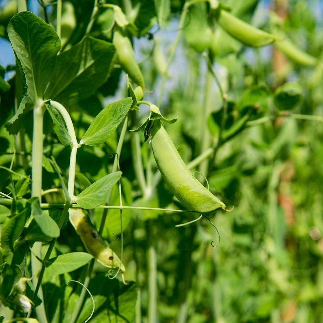 Pea, Dundale Pea Seeds, Heirloom, NON GMO, Country Creek Acres - Etsy