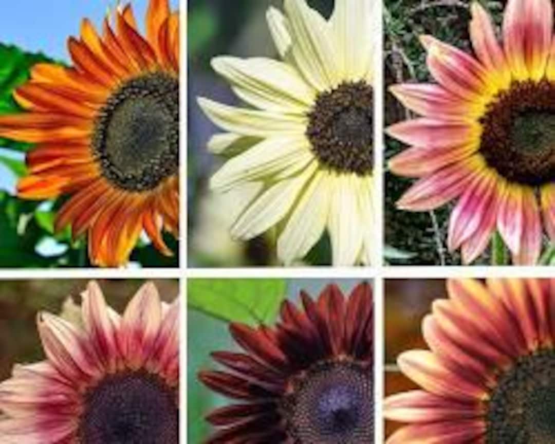 Sunflower Symphony Mix Seeds - A Blend of Different Sunflower Varieties ...