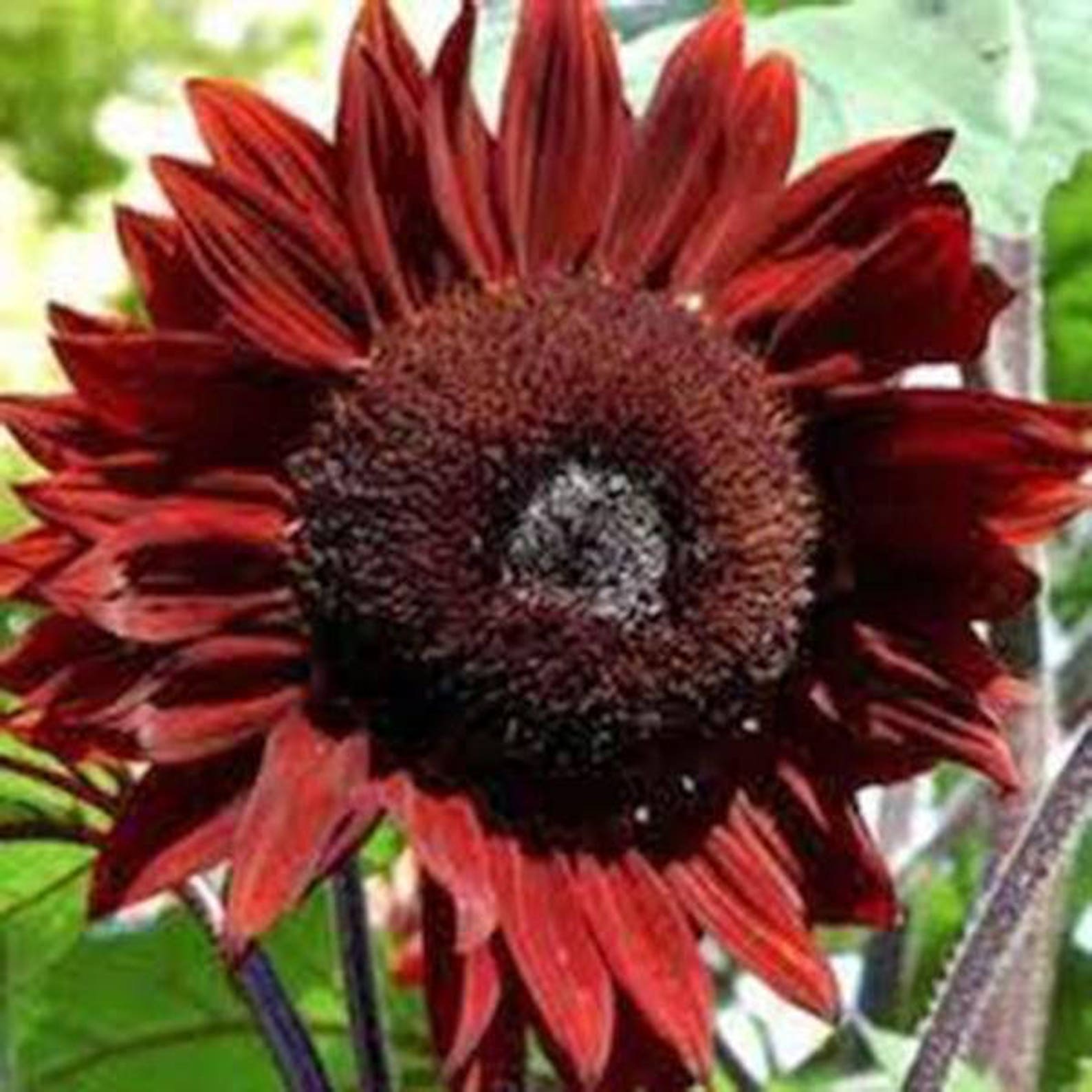 Red Sun Sunflower Seeds Heirloom Country Creek Acres - Etsy
